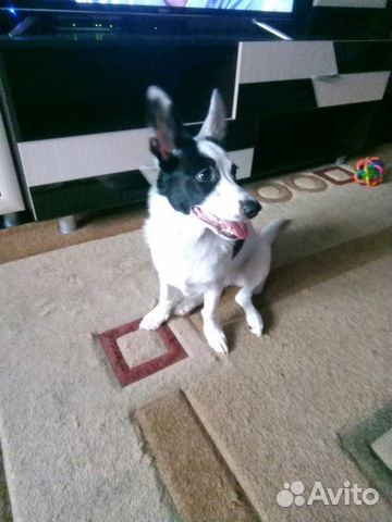 Отдам собаку