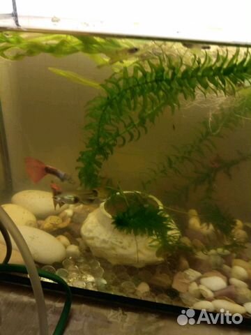 Рыбки гуппи(мальки)