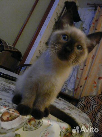 Продам красивого, игривого котёночка