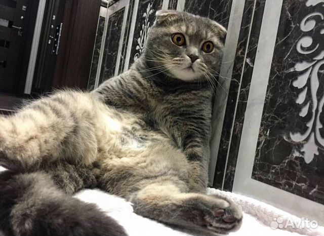 Котик ждёт кошечку