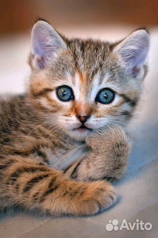 Котенок прямоухая девочка