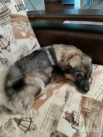 Собака