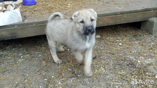 Щенок волкодава