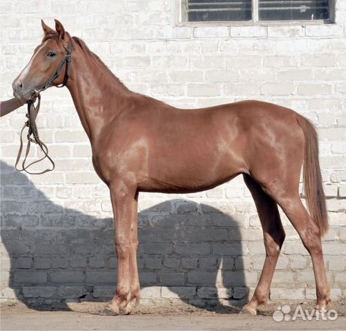 Французская кобыла 2011 г.р
