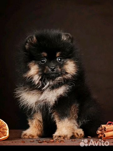 Шпиц девочка