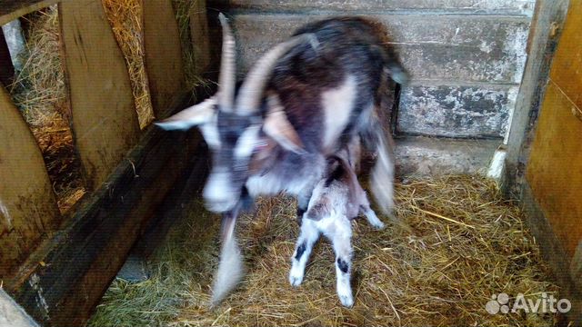 Продам козу