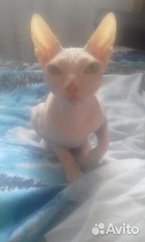 Продаются кошка лысая