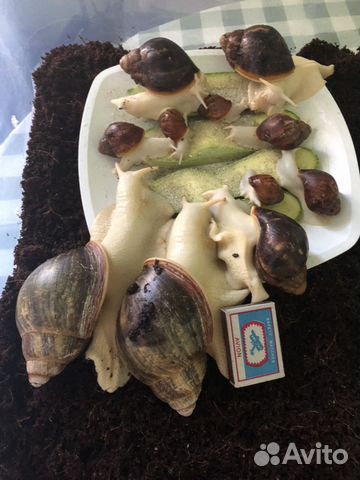 Улитка архахатина паулаэрти альбино боди