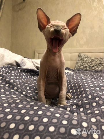 Канадский сфинкс с полным комплектом