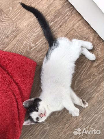 Отдам котенка