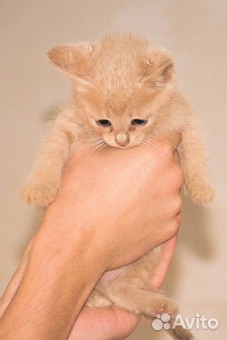 Прекрасный персиковый котенок