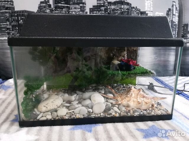 Аквариум (черепашник)