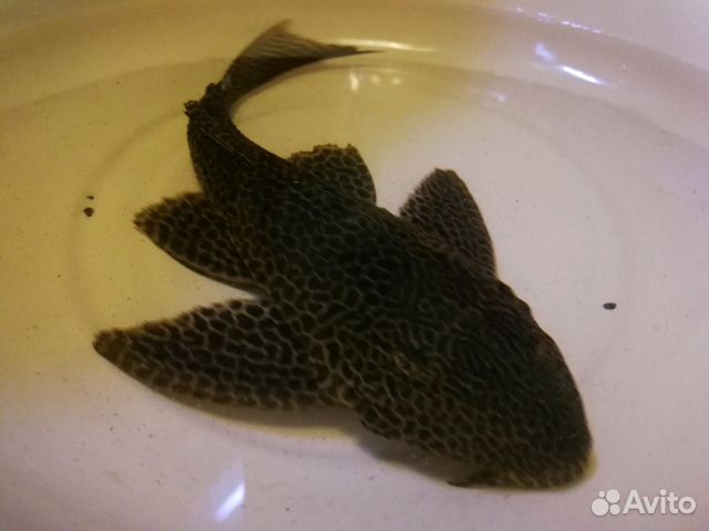 Сом парчовый птеригоплихт