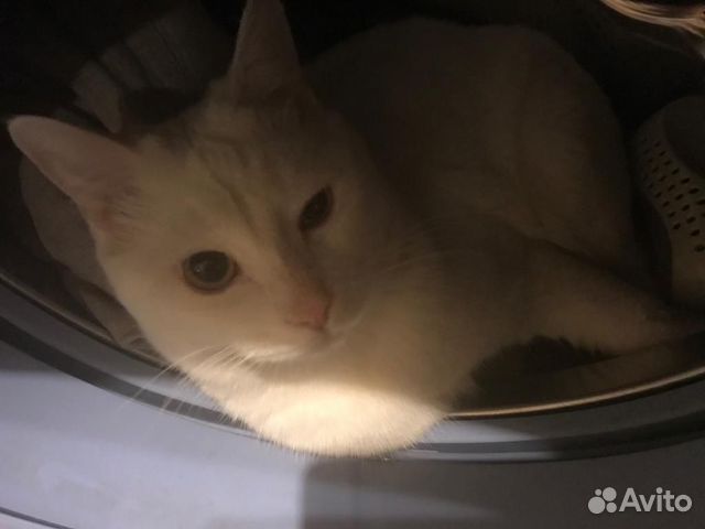 Кот курильский бобтейл для вязки