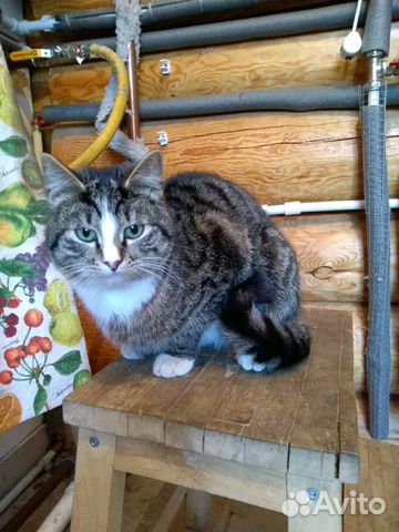 Полосатый котик