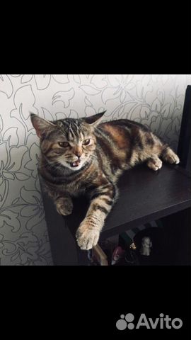 Отдам кошку в хорошие руки