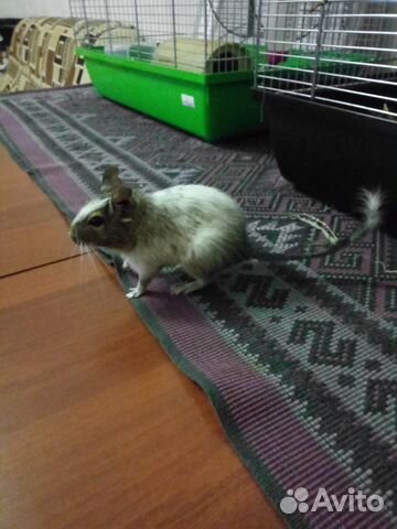 Бельчата дегу