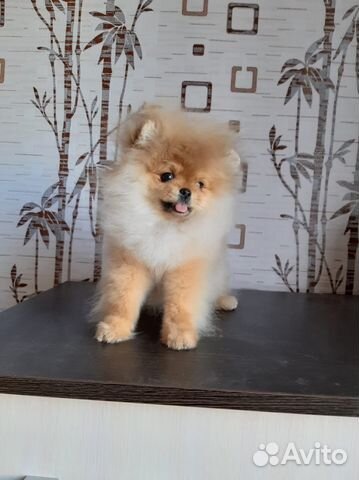 Эксклюзивный мини мишка