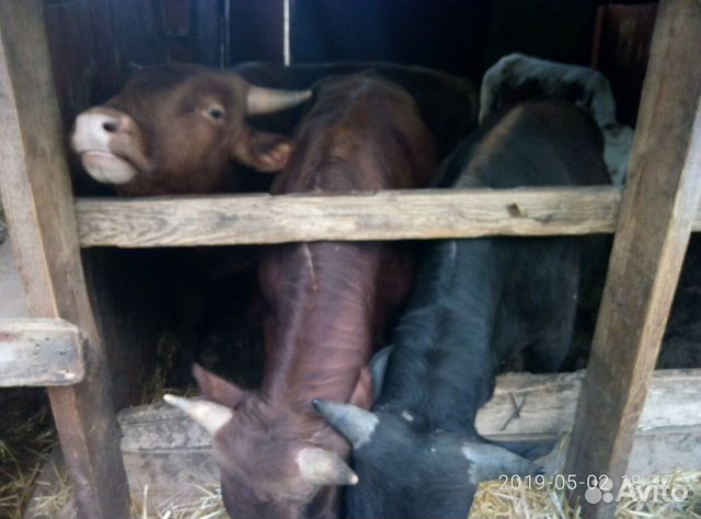 Быки на откорме