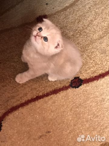 Снежинка ищет дом