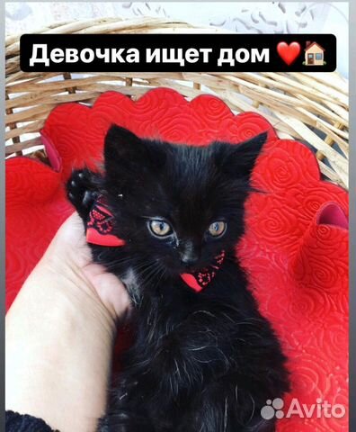 Котенок из приюта
