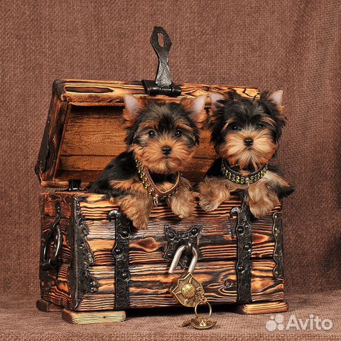 Йорки-очаровашки щеночки