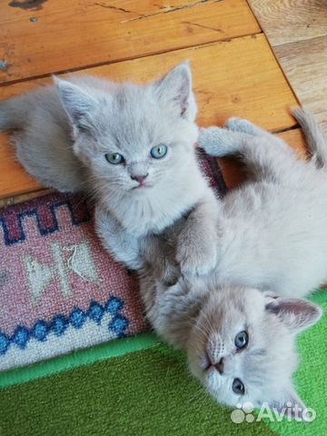 Котята британские