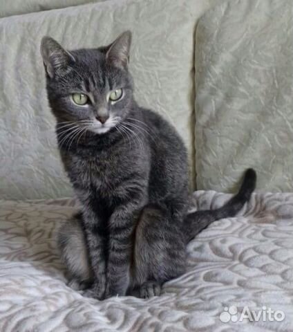 Кошка ищет новых хозяев