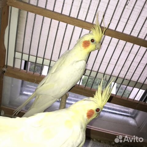 Попугай корелла пара