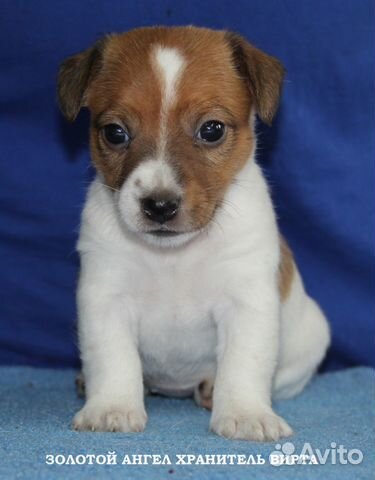 Джек Рассел Вирта, обворожительная красотка