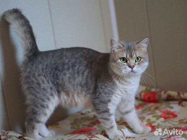 Герда - голубая золотая стерилизованная кошечка