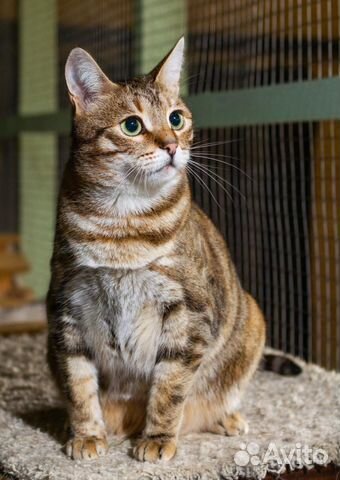 Кошечка в добрые руки