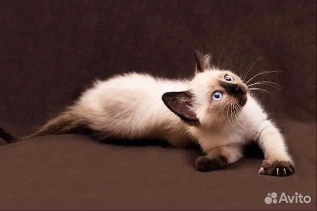 Тайская принцесса 3 месяца в дар