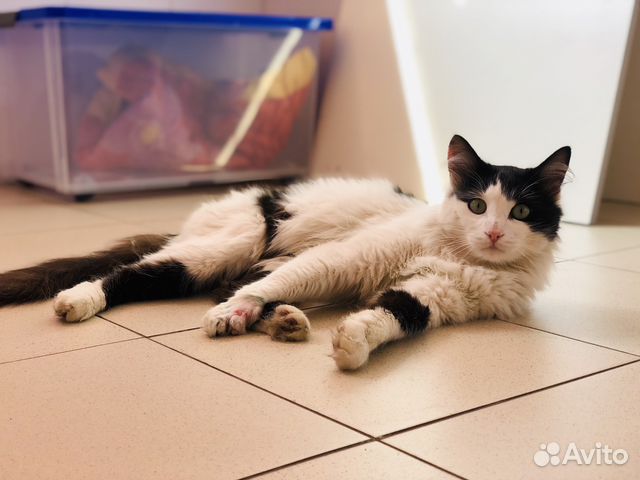 Котик Мартин ищет семью