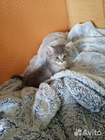 Милая кошечка в добрые руки