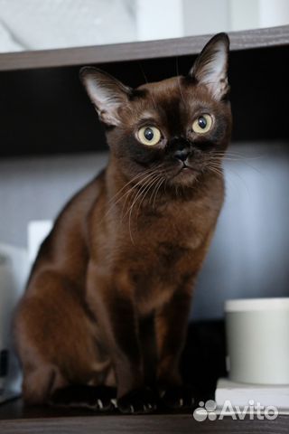 Американская бурма кошка