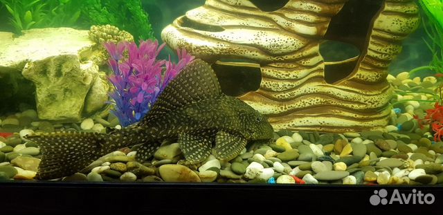 Сом птеригоплихт парчовый