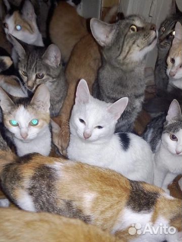 Выбери кошку, Кота с Передержки