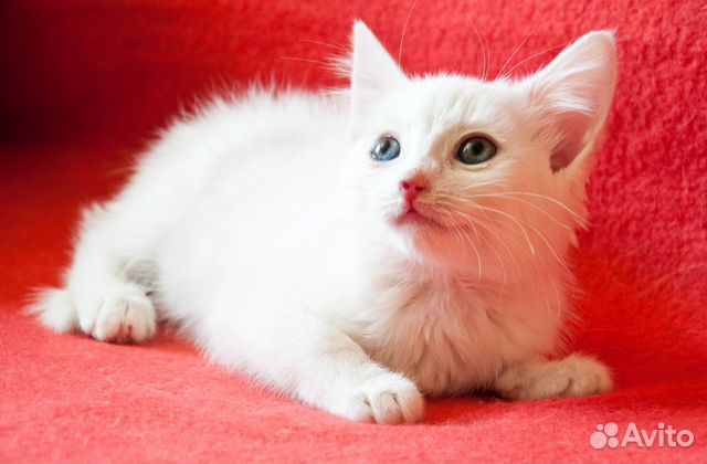 Девочка-снежинка ищет дом