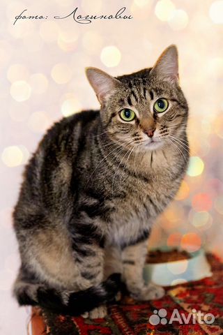 В добрые руки