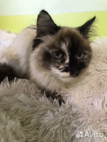 Найдена кошка кот Невская маскарадная