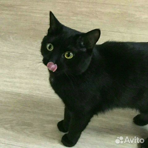 Кошка бурманка