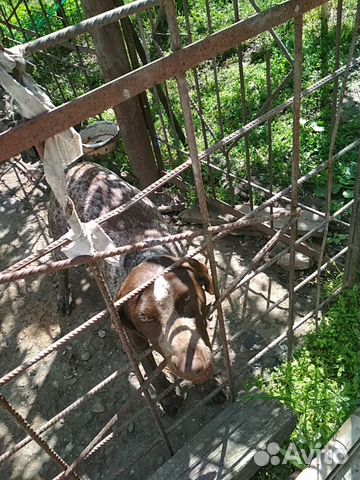 Отдаю куцхар девочка