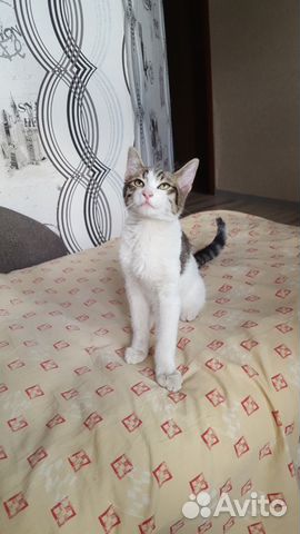 Отдаём домашнего кота