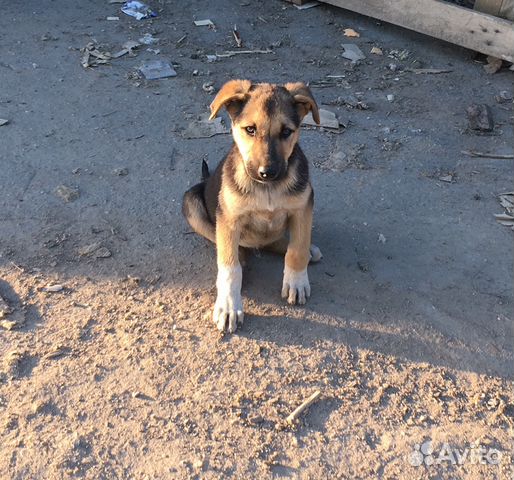 Щенок в добрые руки