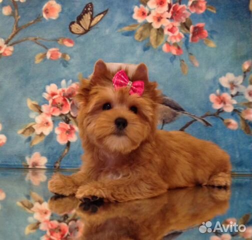 Яркая стандартная рыжая девочка