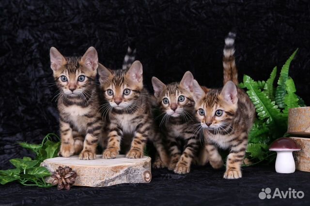 Бенгальские детки ждут котородителей)