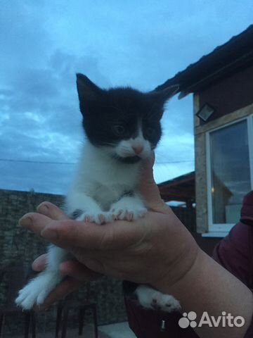 Котёнок от норвежской лесной кошки