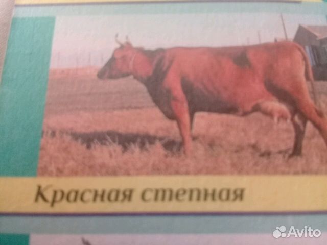 Продается корова с телятами и подсосный бычок