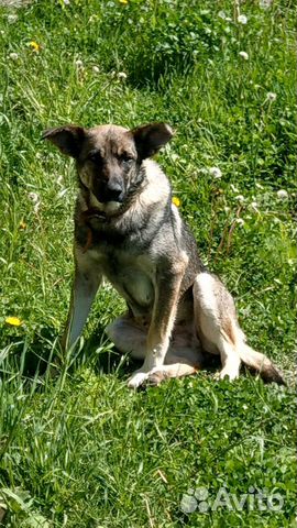 Собака,девочка